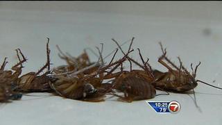 Roaches - WSVN 7News | Miami News, Weather, Sports | Fort Lauderdale