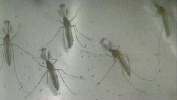 Tips On How To Protect Yourself From Zika Virus Wsvn 7news Miami