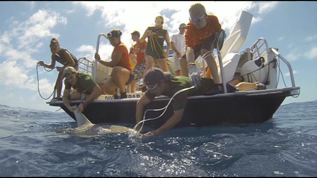 Catching and Releasing Sharks - WSVN 7News | Miami News, Weather ...