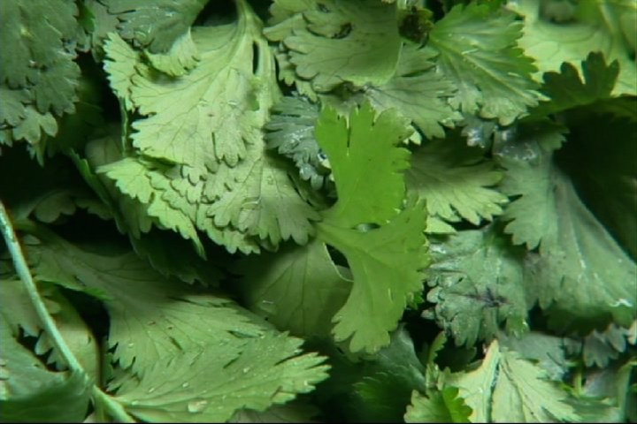 FDA bans some cilantro from Mexico, cites human feces in fields - WSVN ...