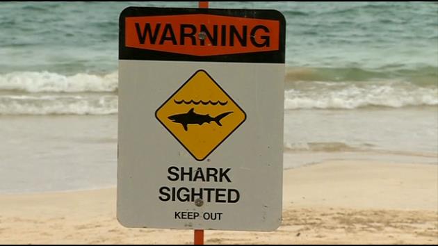 shark attack swimming pool