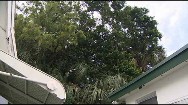Trees and Shrubs Hanging Over Your Property - WSVN 7News | Miami News ...