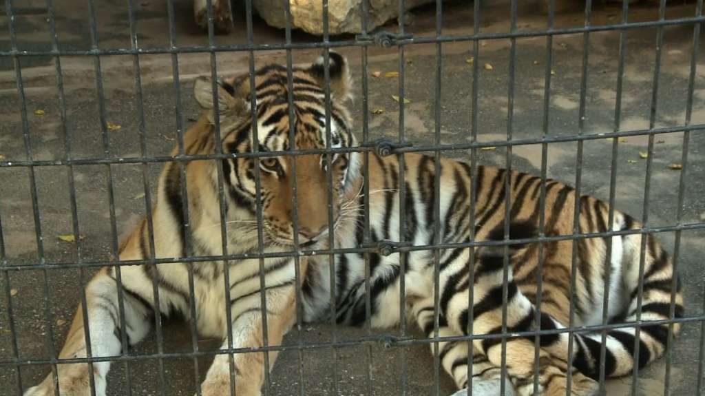 Tiger bites woman in painful Halloween zoo trespass - WSVN 7News ...