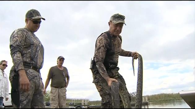 Hundreds are registered for Florida’s 2nd public python hunt - WSVN ...