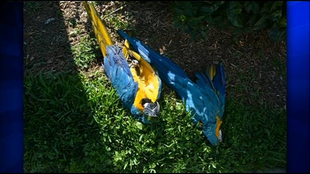 Dead macaws bring Coral Gables community together - WSVN 7News | Miami ...
