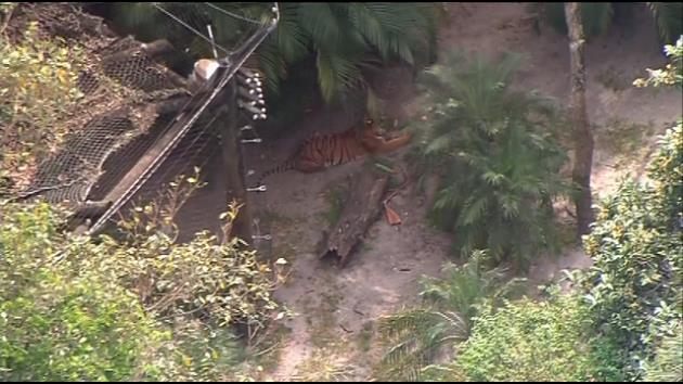 tiger attacks keeper