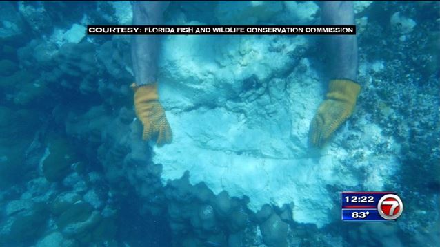 Officials: Large boat to blame for coral reef damage - WSVN 7News ...