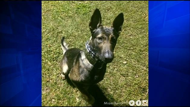 Miami-Dade – Page 3053 – WSVN 7News | Miami News, Weather, Sports ...