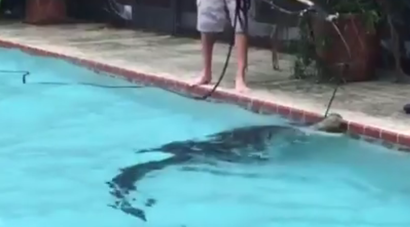 Large gator takes a swim in Florida woman’s pool - WSVN 7News | Miami ...