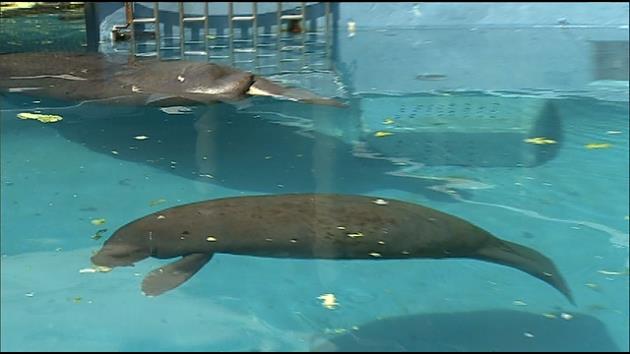 Boats killing manatees in Florida at record pace - WSVN 7News | Miami ...