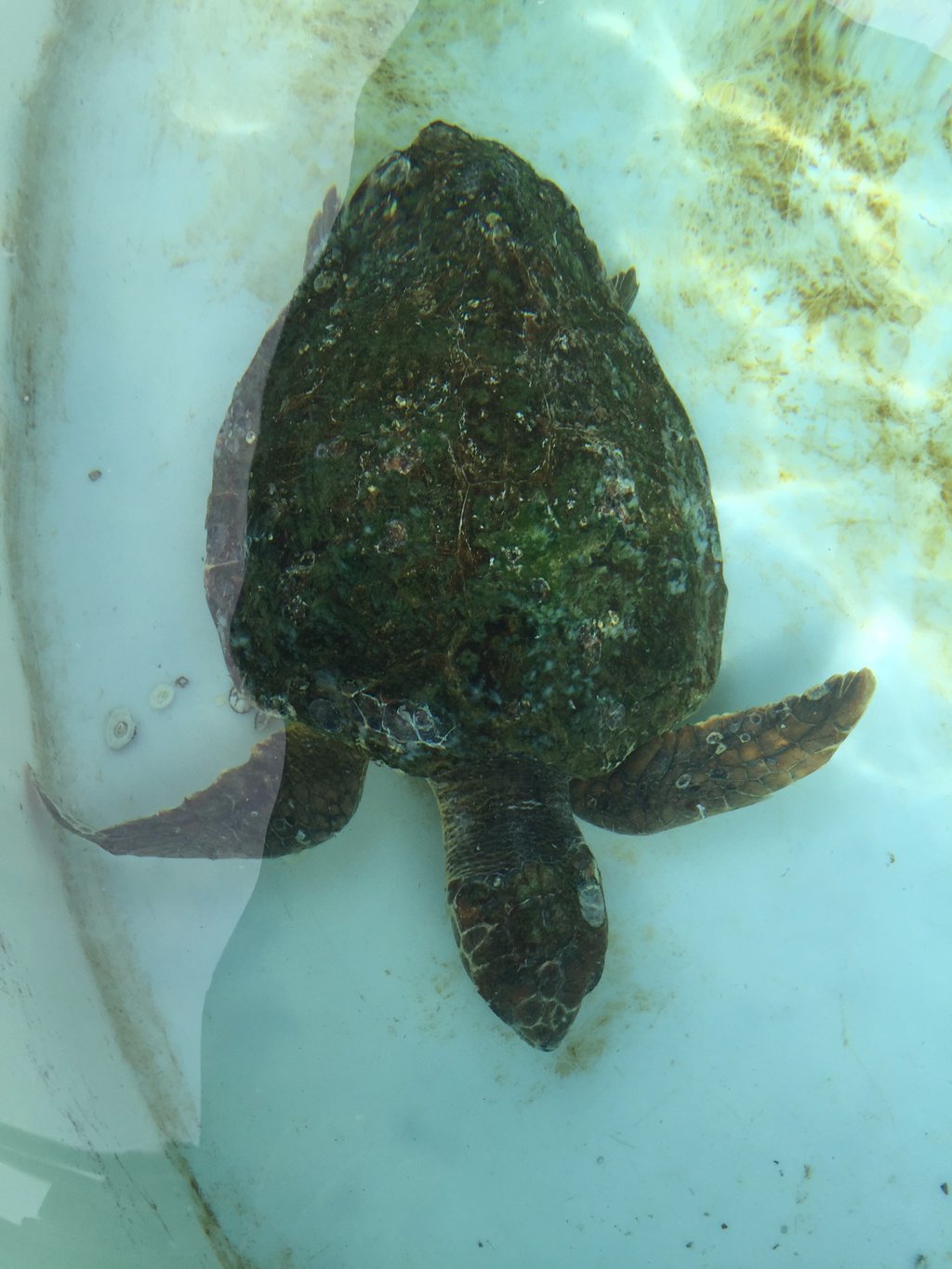 Captured Florida sea turtle covered in algae is on the mend - WSVN ...