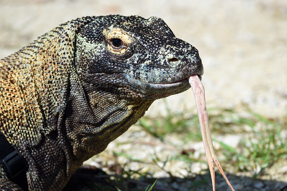 Komodo dragon dies at Zoo Miami - WSVN 7News | Miami News, Weather ...