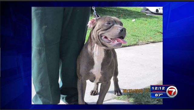 2 dogs in fatal attack dog in Cutler Bay euthanized - WSVN 7News ...