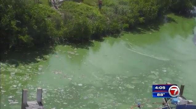 Army Corps to reduce lake flows fueling Florida algae bloom – WSVN ...