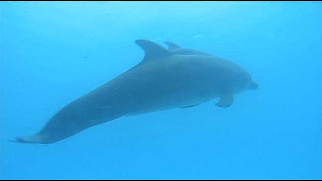 dolphin moving