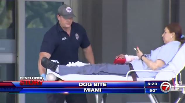 Miami postal worker bitten by pit bull - WSVN 7News | Miami News ...