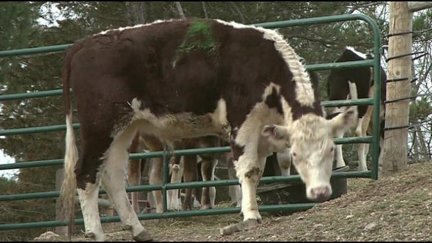 Angry cow killed after running over officer in Washington - WSVN 7News ...