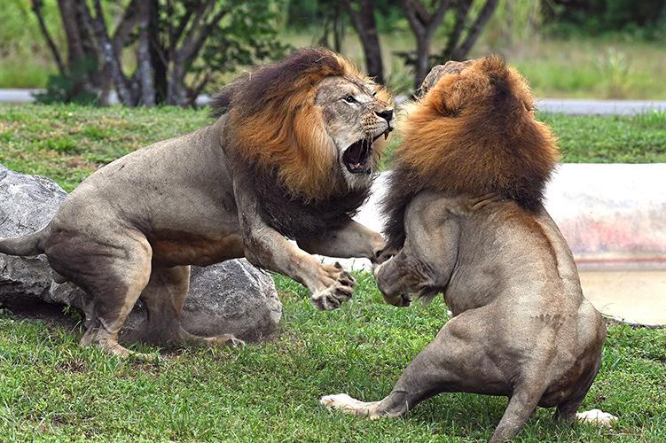 Lions caught on camera fighting to determine hierarchy at Zoo Miami ...