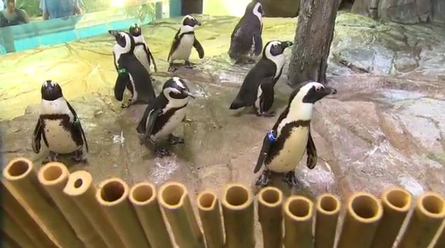 Penguin Isle at Miami Seaquarium – WSVN 7News | Miami News, Weather ...