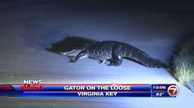 8-foot-long alligator spotted on Rickenbacker Causeway - WSVN 7News ...