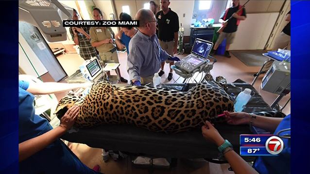 Zoo Miami jaguar visits doctor - WSVN 7News | Miami News, Weather ...