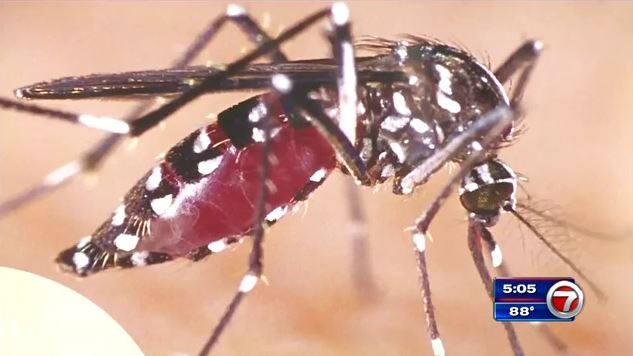 Bangladesh hit by worst dengue outbreak on record - WSVN 7News | Miami ...