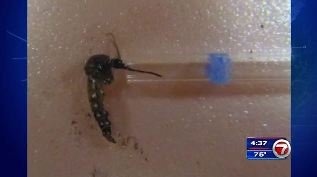 Florida researchers find 2 new invasive mosquitoes in state - WSVN ...