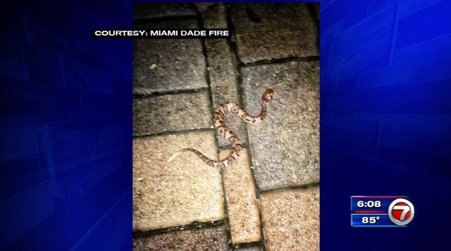 Miramar teen manages to take picture after venomous snake bite - WSVN ...