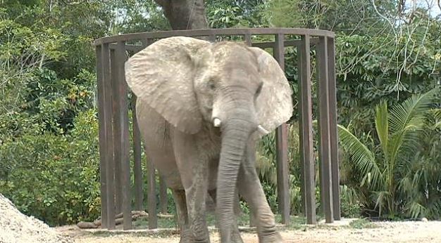 New show ‘Circus 1903’ brings back live elephants, sort of - WSVN 7News ...