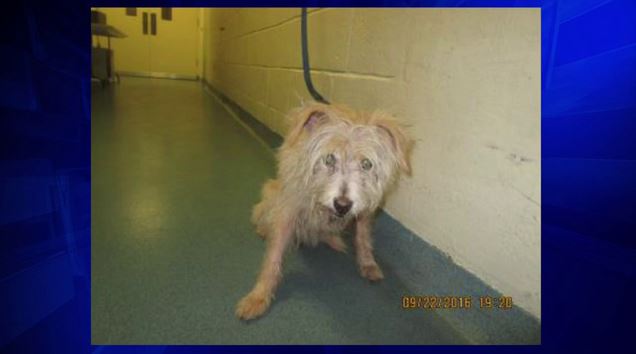 Missing dog found after 8 years - WSVN 7News | Miami News, Weather ...