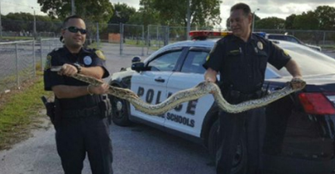 Police catch 9-foot python at Homestead High School - WSVN 7News ...