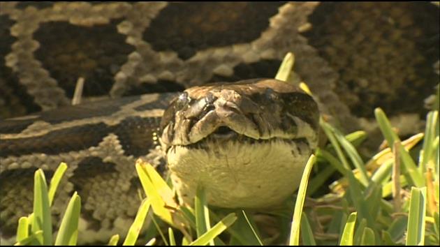 Man bitten by neighbor’s escaped python in toilet in Austria - WSVN ...