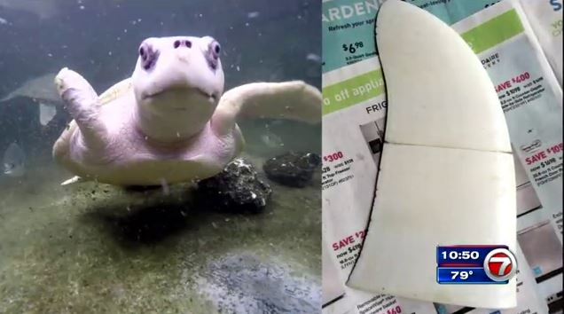 Shell Shocker: Engineering students design prosthetic flipper for sea ...