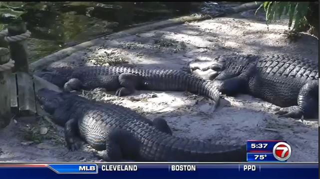 Surrounded by alligators, Matthew cleanup goes on in Florida - WSVN ...
