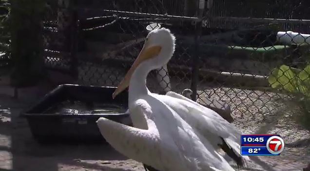 Wildlife officials: What’s killing pelicans in St. Pete? - WSVN 7News ...