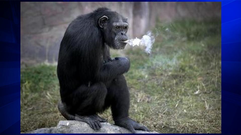 Meet Azalea the smoking chimp, new star at Pyongyang zoo - WSVN 7News ...
