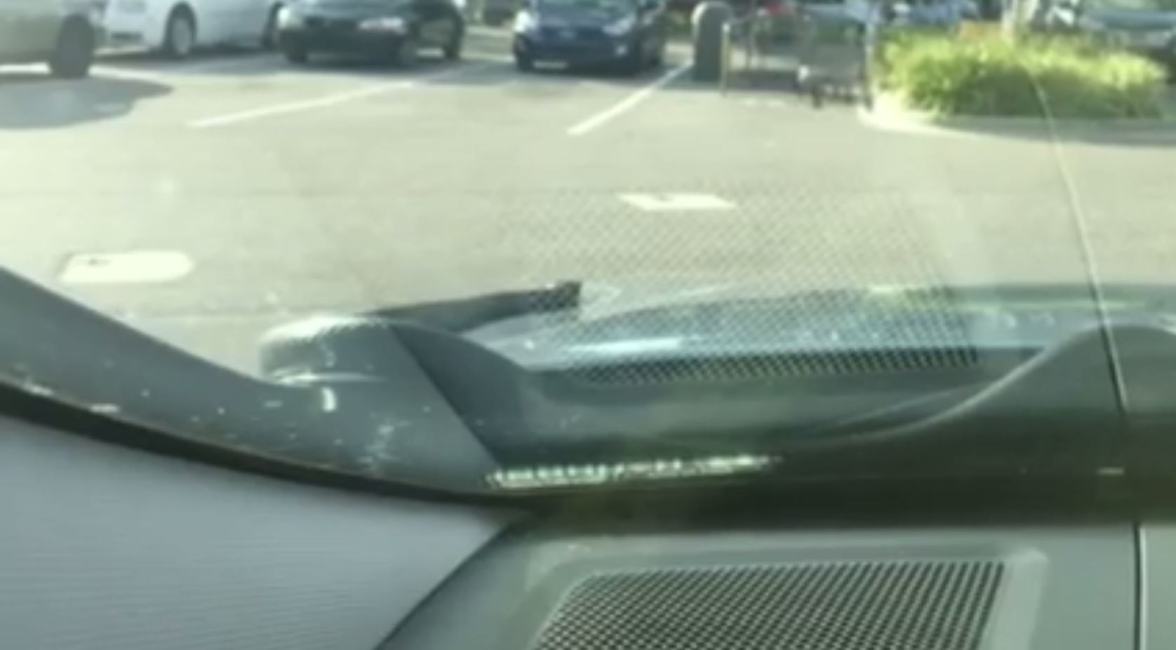 Snake emerges from car’s hood while man is driving - WSVN 7News | Miami ...