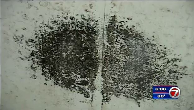 Mold delays opening of new Broward County courthouse - WSVN 7News ...