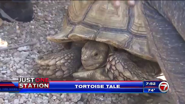Missing tortoise reunited with Miami owners - WSVN 7News | Miami News ...