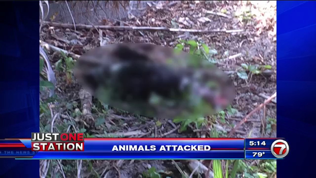 4 ducks found dead, 2 injured behind Broward College North Campus ...