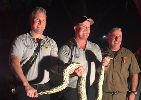 Man comes home to 8-foot long python in Homestead - WSVN 7News | Miami ...