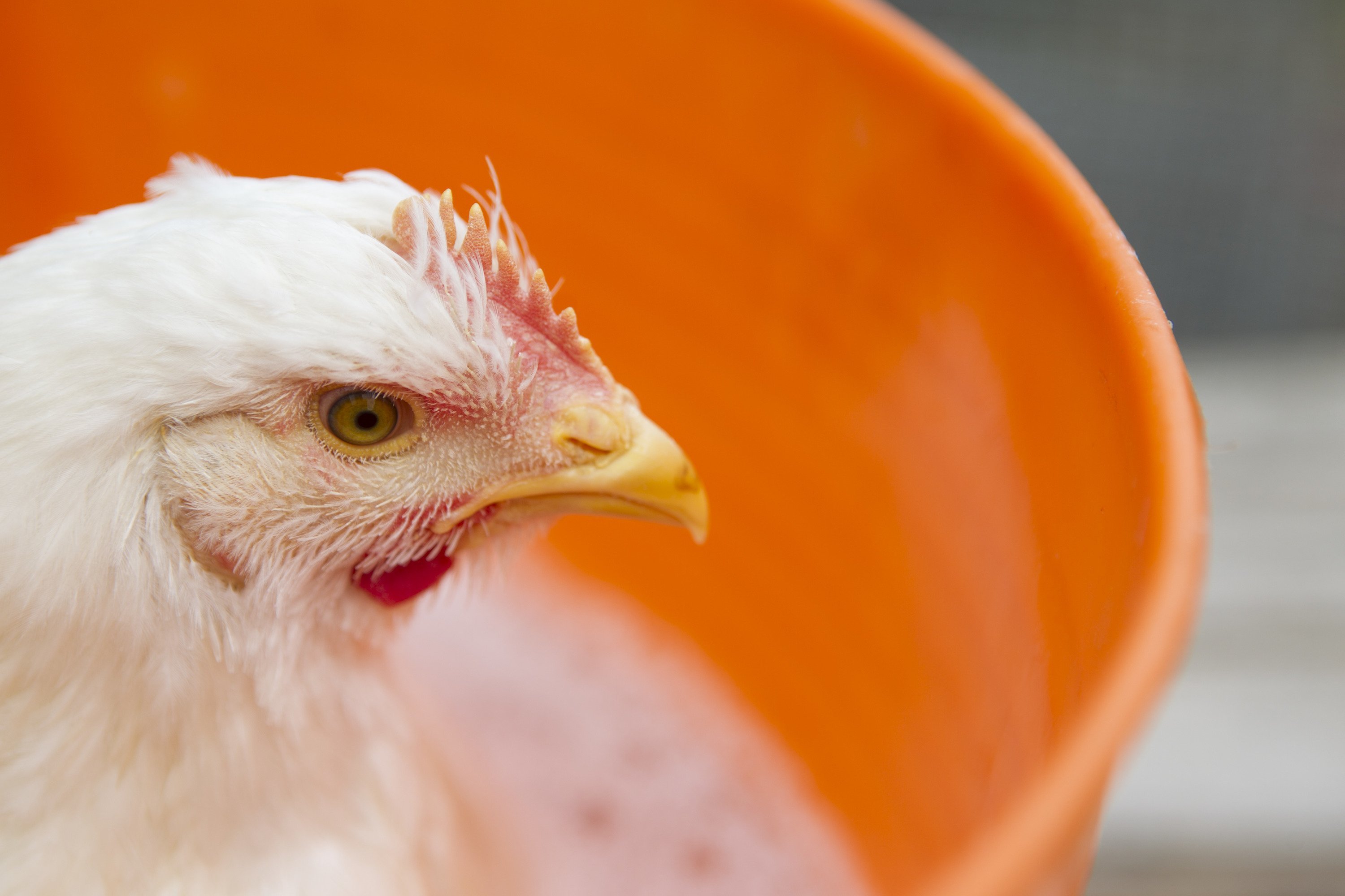 1.9 million pounds of undercooked chicken recalled - WSVN 7News | Miami ...