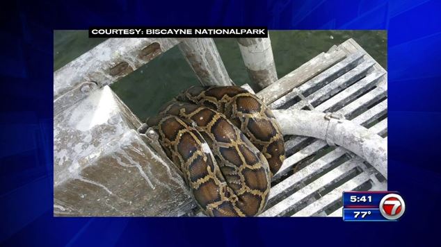 Snake catchers from India hunt pythons in Florida Everglades - WSVN ...