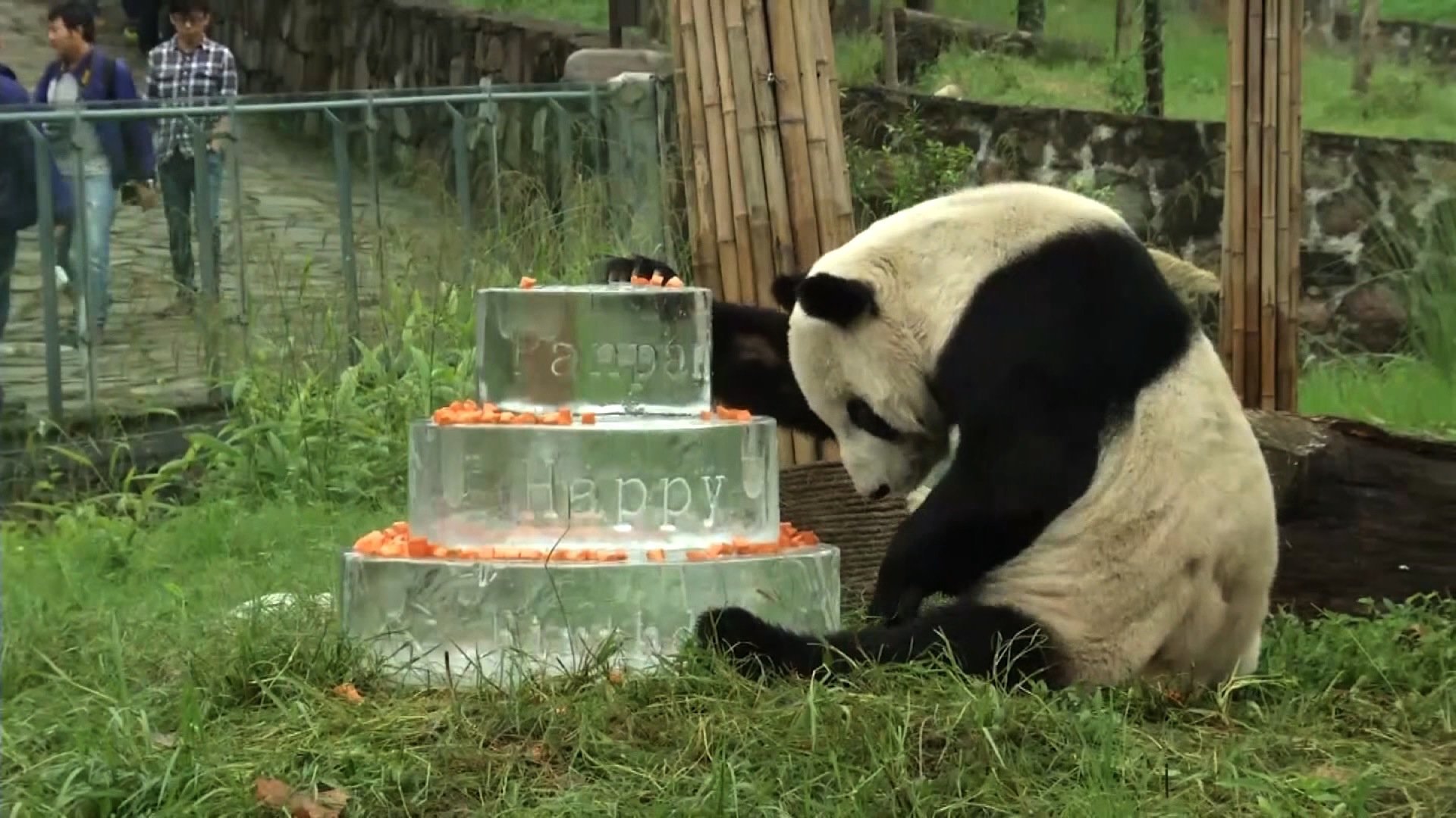 How ‘hero father’ panda Pan Pan, dead at 31 years old, helped save his ...