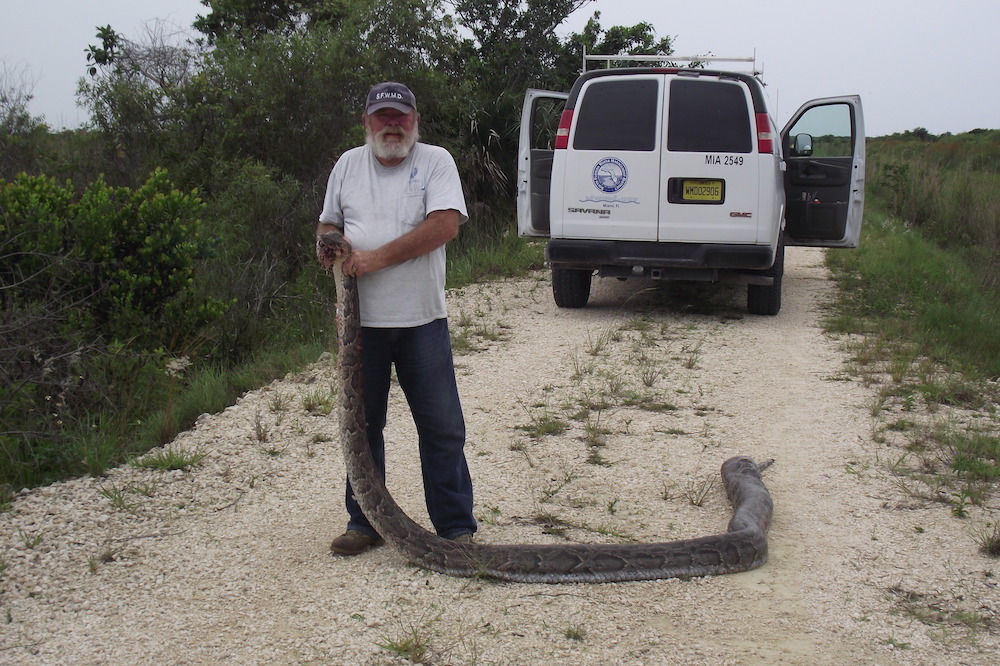 Invasive Burmese python swallowed 3 full deer in the Everglades – WSVN ...