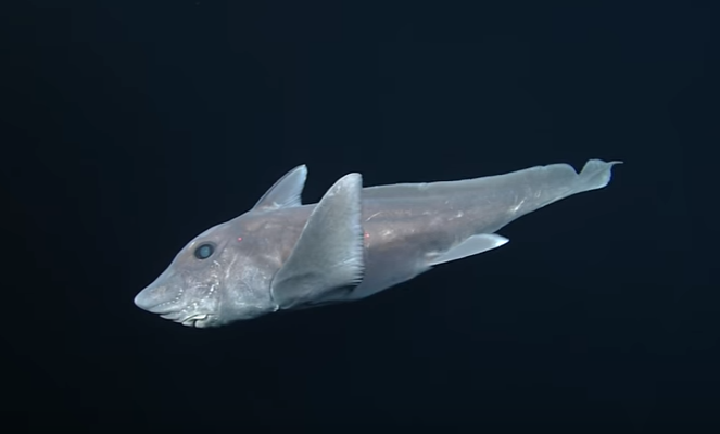 “Ghost shark” captured on video for the first time - WSVN 7News | Miami ...