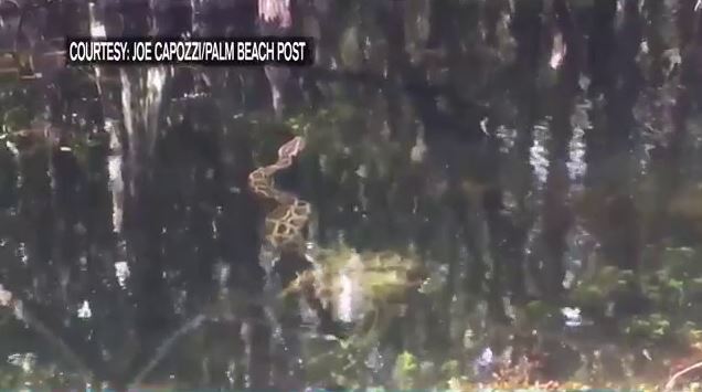 Python takes down alligator in Everglades - WSVN 7News | Miami News ...