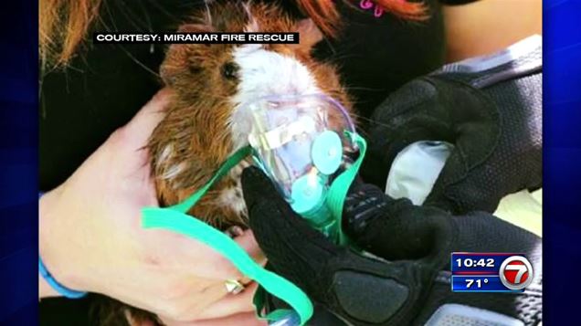 Firefighters rescue guinea pig caught in house fire - WSVN 7News ...