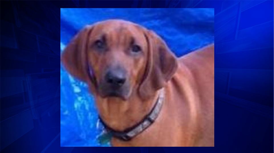 Florida family searching for missing dog after fatal crash - WSVN 7News ...