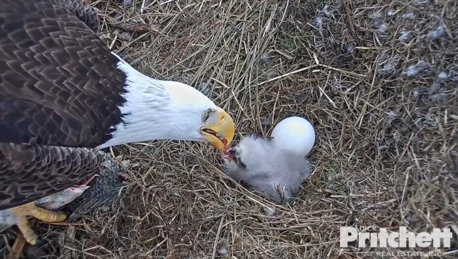eagle egg hatching process